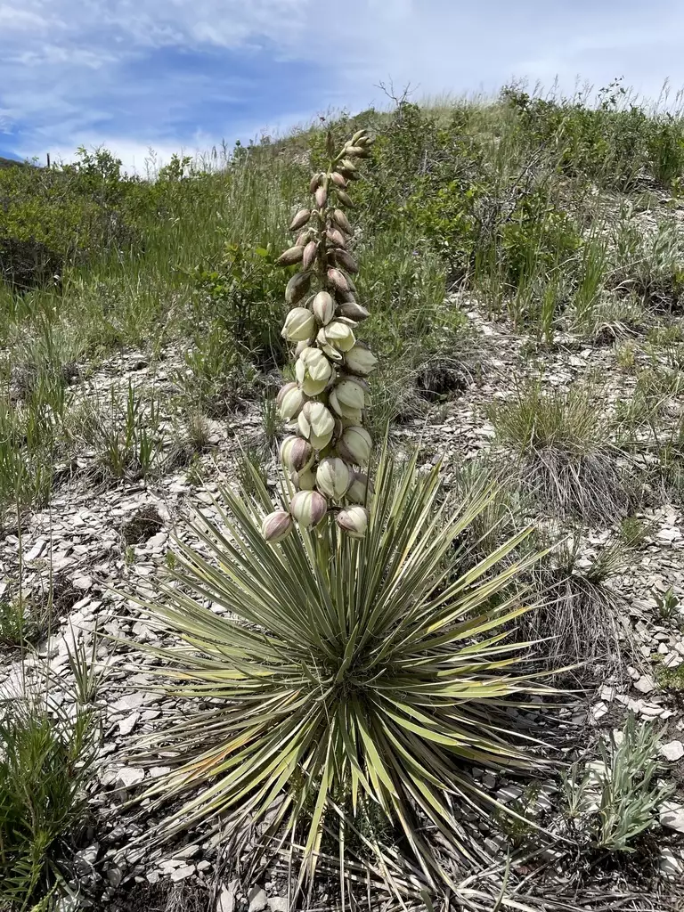 Yucca glauca - Perennial - Great Plains Yucca, Soapweed , Soapweed ...