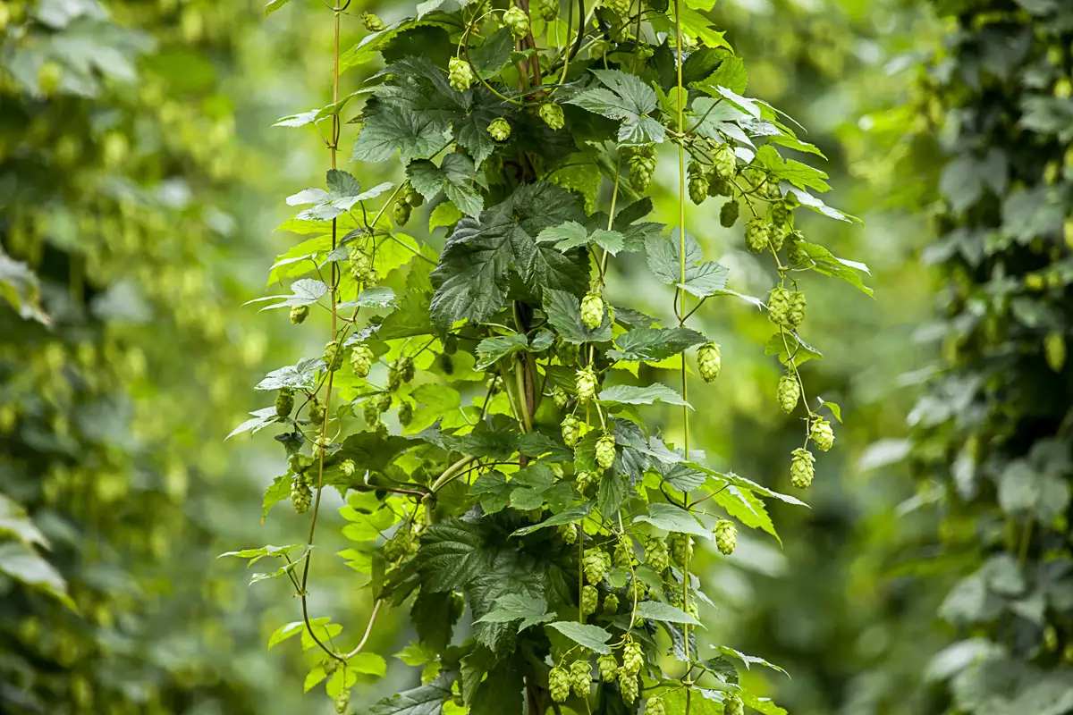 Humulus lupulus - Medicinal Herbs,Vine - Beer Hops, Common Hops, Hops