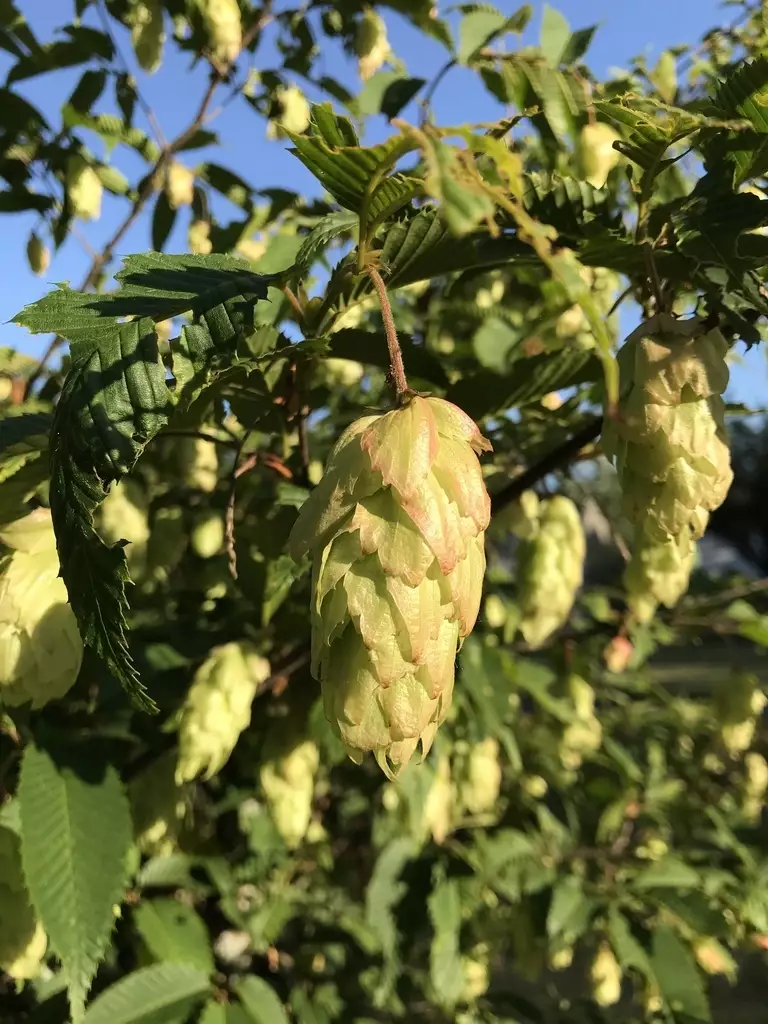Humulus lupulus - Medicinal Herbs,Vine - Beer Hops, Common Hops, Hops