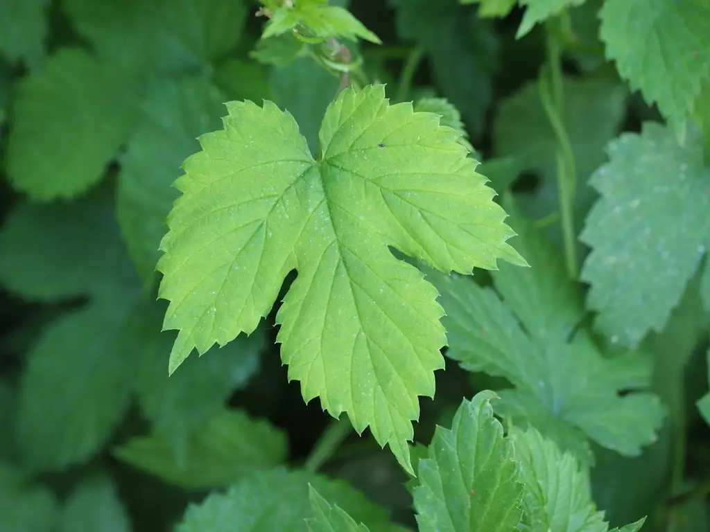 Humulus lupulus - Medicinal Herbs,Vine - Beer Hops, Common Hops, Hops