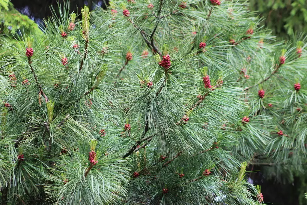Pinus cembra ssp. sibirica - Common Bonsai,Conifer - Siberian Pine ...