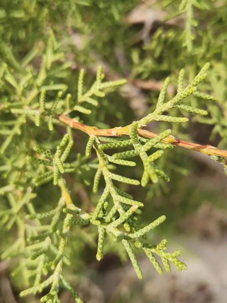 Juniperus californica - Shrub - CALIFORNIA JUNIPER