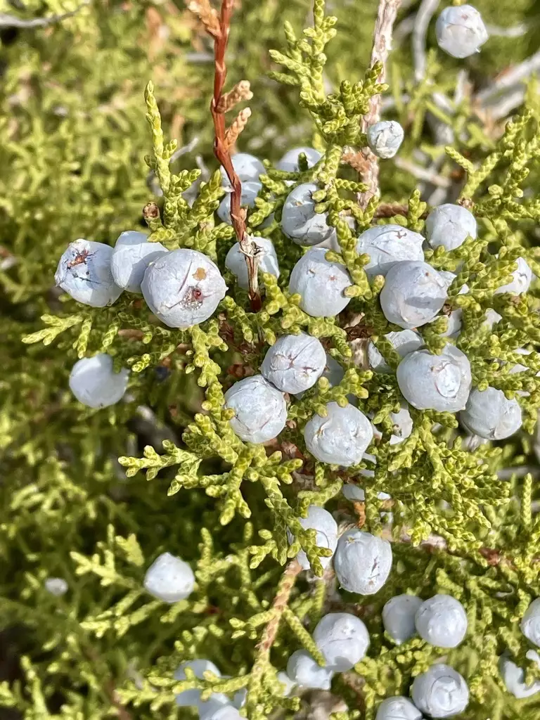 Juniperus californica - Shrub - CALIFORNIA JUNIPER