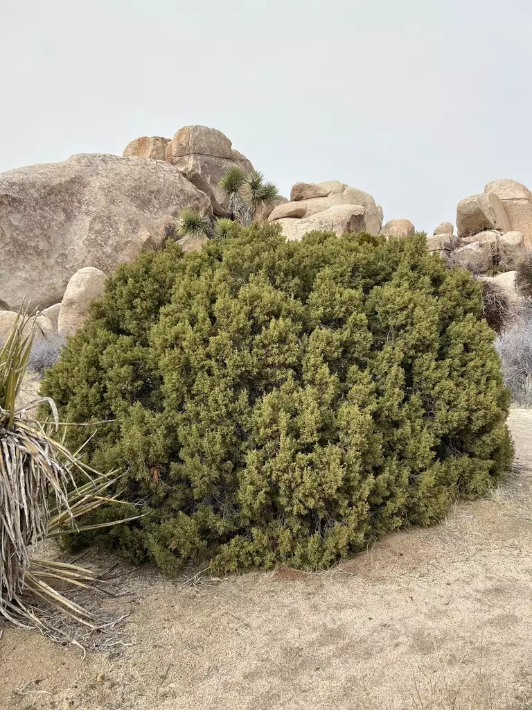 Juniperus californica - Shrub - CALIFORNIA JUNIPER