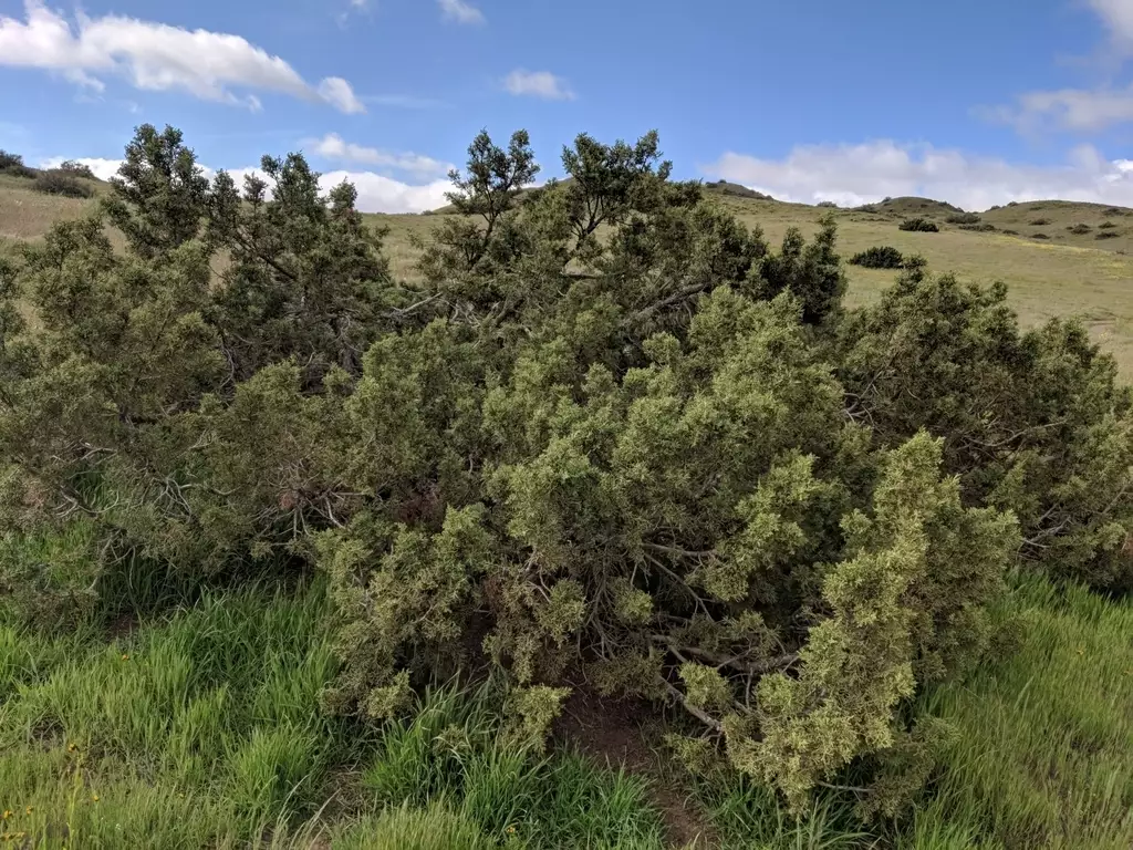 Juniperus californica - Shrub - CALIFORNIA JUNIPER