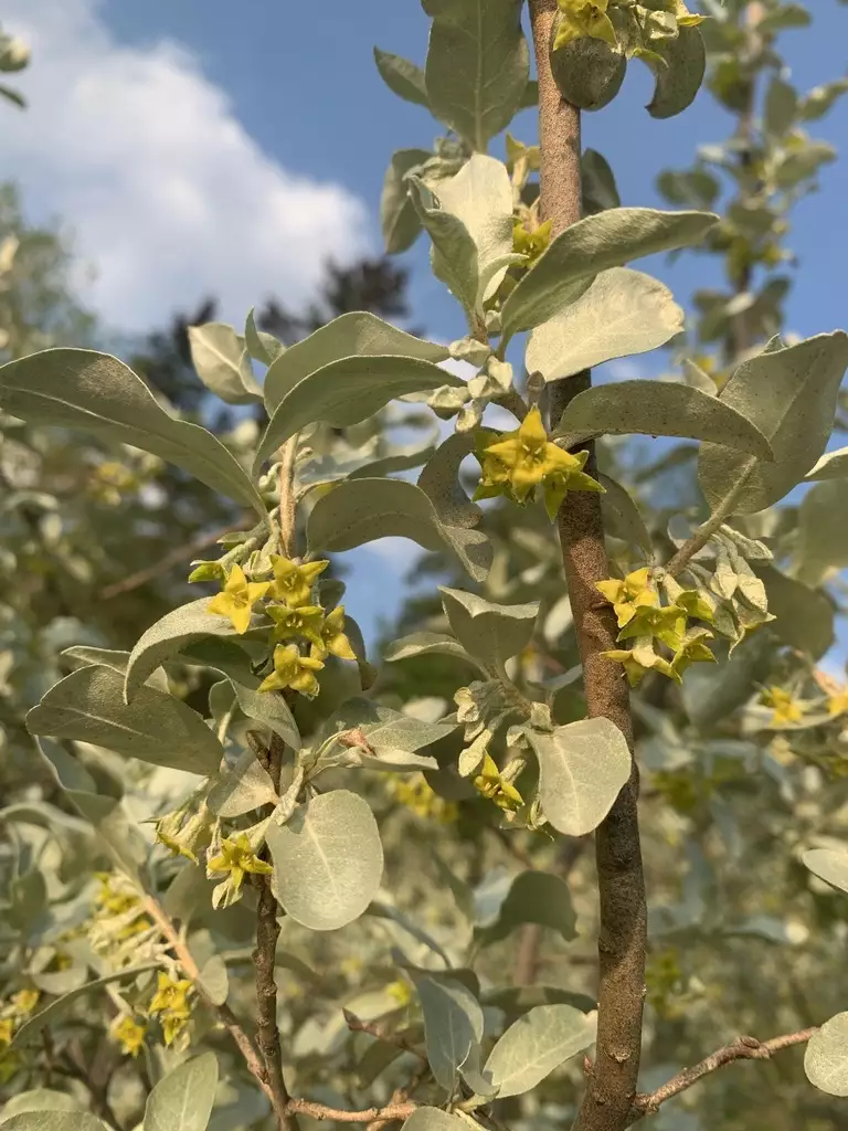 Elaeagnus commutata - Shrub - American Silverberry, Silverberry, Wolf ...
