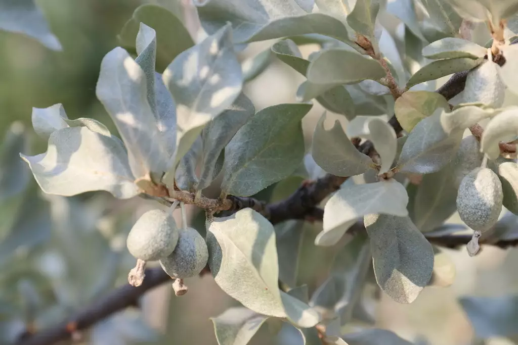 Elaeagnus commutata - Shrub - American Silverberry, Silverberry, Wolf ...