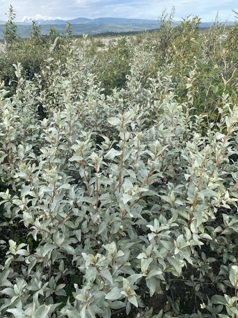 Elaeagnus commutata - Shrub - American Silverberry, Silverberry, Wolf ...