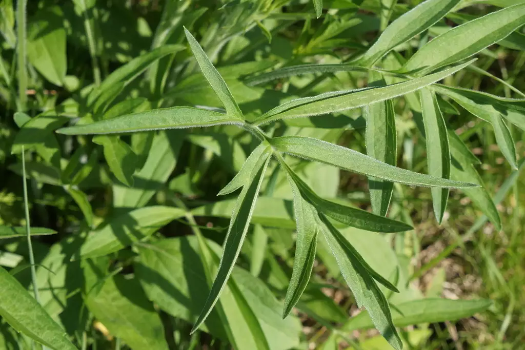 Ratibida pinnata - Flower,Herbaceous Plants,Perennial,Web page ...