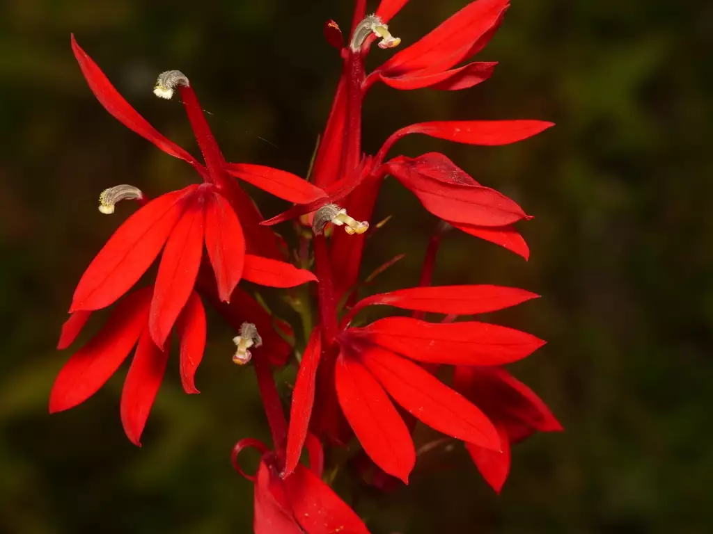 Lobelia cardinalis - Herbaceous Plants,Perennial,Wildflowers - Cardinal ...