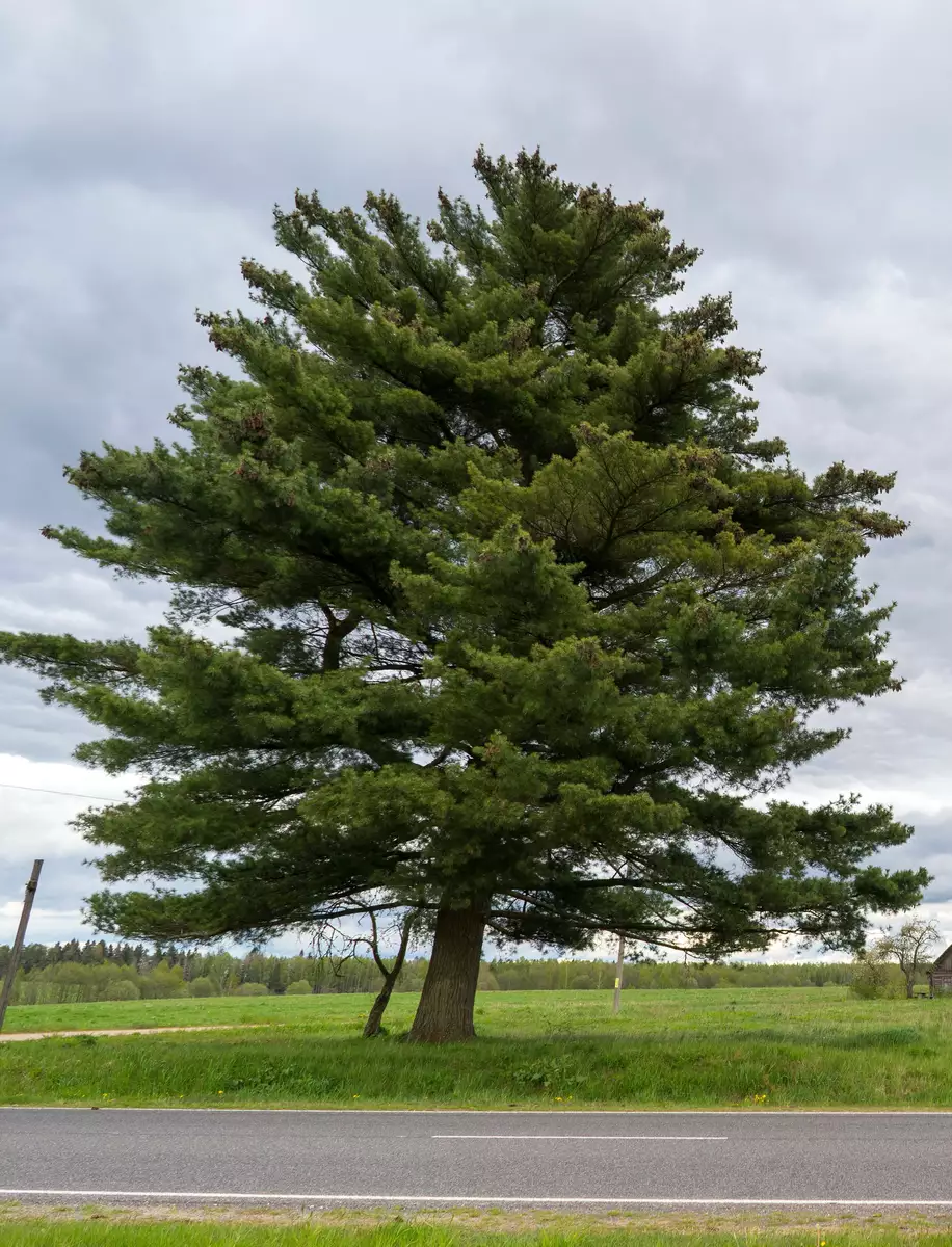 Pinus strobus North Carolina - Conifer - Eastern White Pine, Northern ...