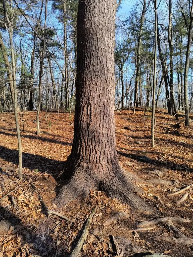 Pinus strobus North Carolina - Conifer - Eastern White Pine, Northern ...