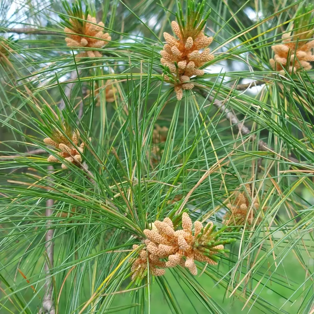 Pinus strobus North Carolina - Conifer - Eastern White Pine, Northern ...