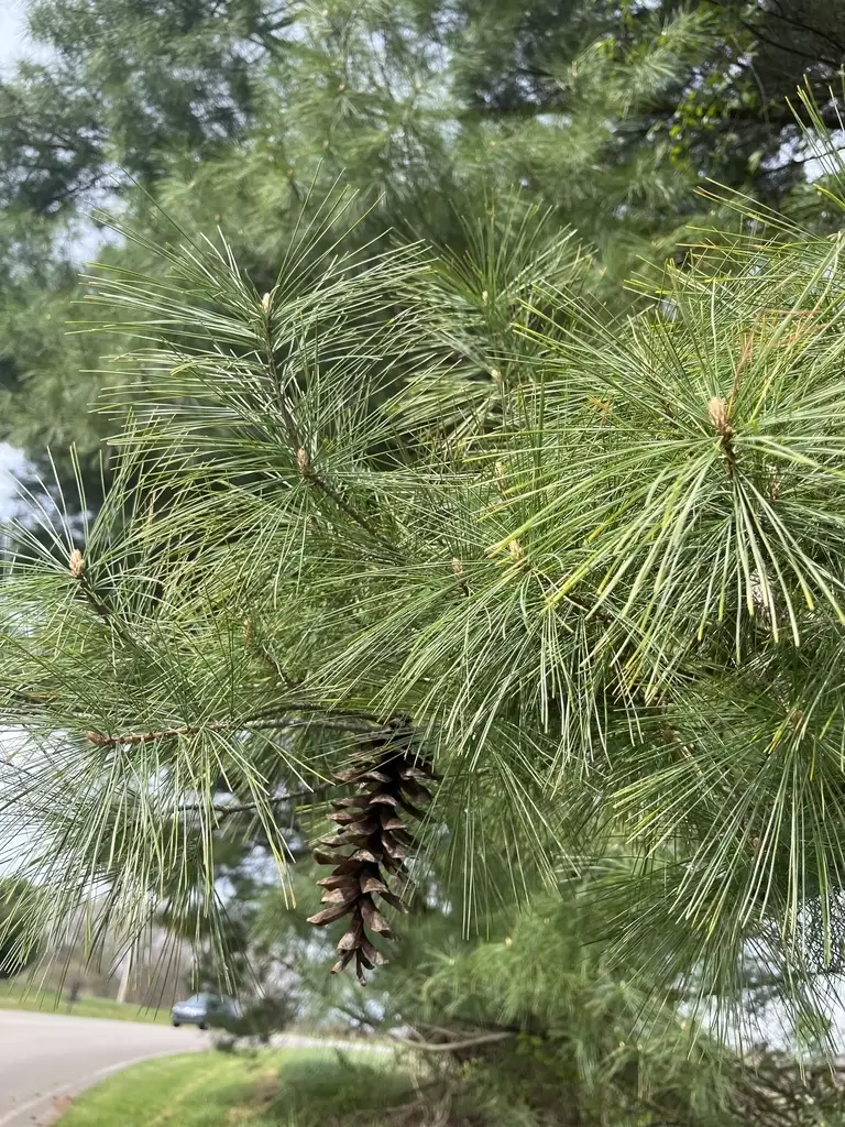 Pinus strobus North Carolina - Conifer - Eastern White Pine, Northern ...