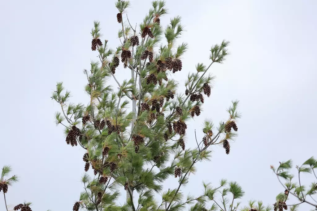 Pinus strobus North Carolina - Conifer - Eastern White Pine, Northern ...