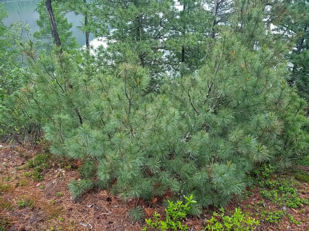 Pinus pumila - Conifer - Dwarf Siberian Pine, Japanese Stone Pine