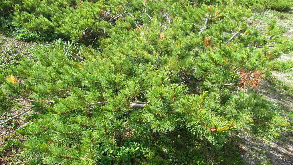 Pinus pumila - Conifer - Dwarf Siberian Pine, Japanese Stone Pine