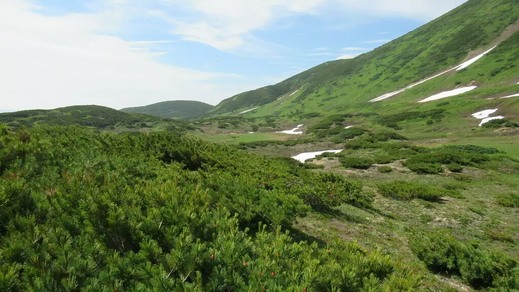 Pinus pumila - Conifer - Dwarf Siberian Pine, Japanese Stone Pine