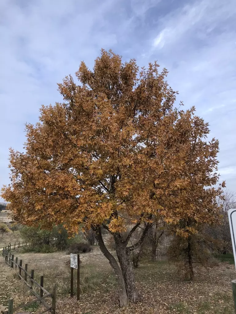 Platanus racemosa - Web page Navigation - California Sycamore, Western ...
