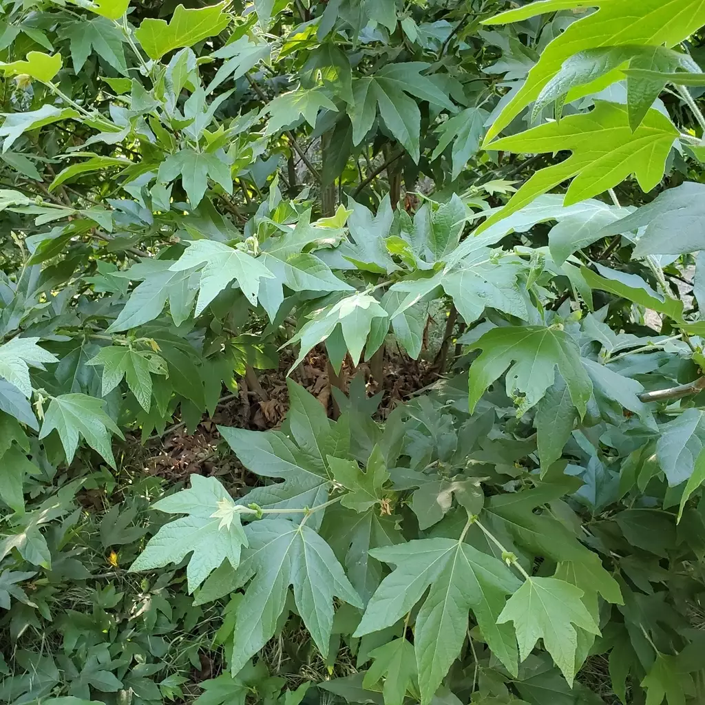 Platanus racemosa - Web page Navigation - California Sycamore, Western ...