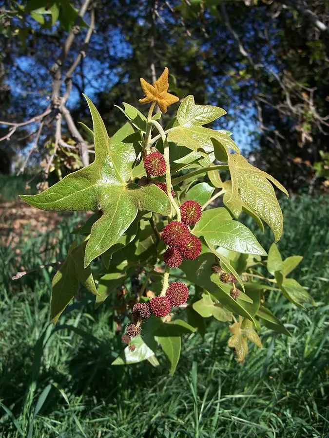 Platanus racemosa - Web page Navigation - California Sycamore, Western ...