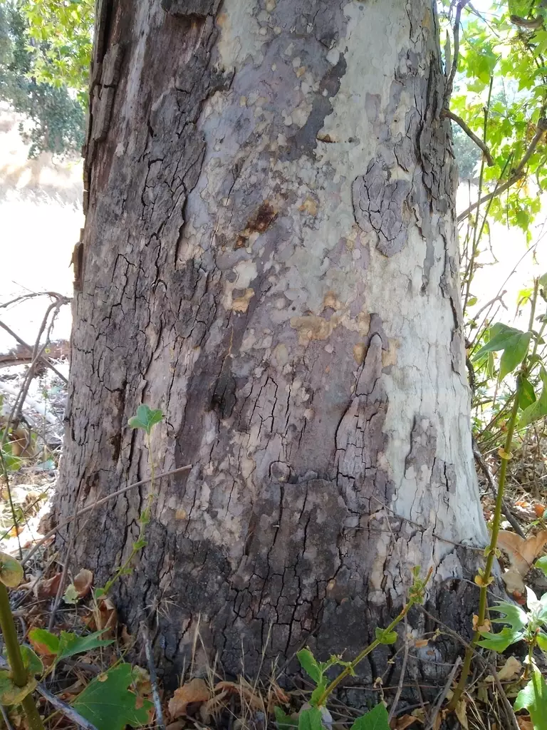 Platanus racemosa - Web page Navigation - California Sycamore, Western ...