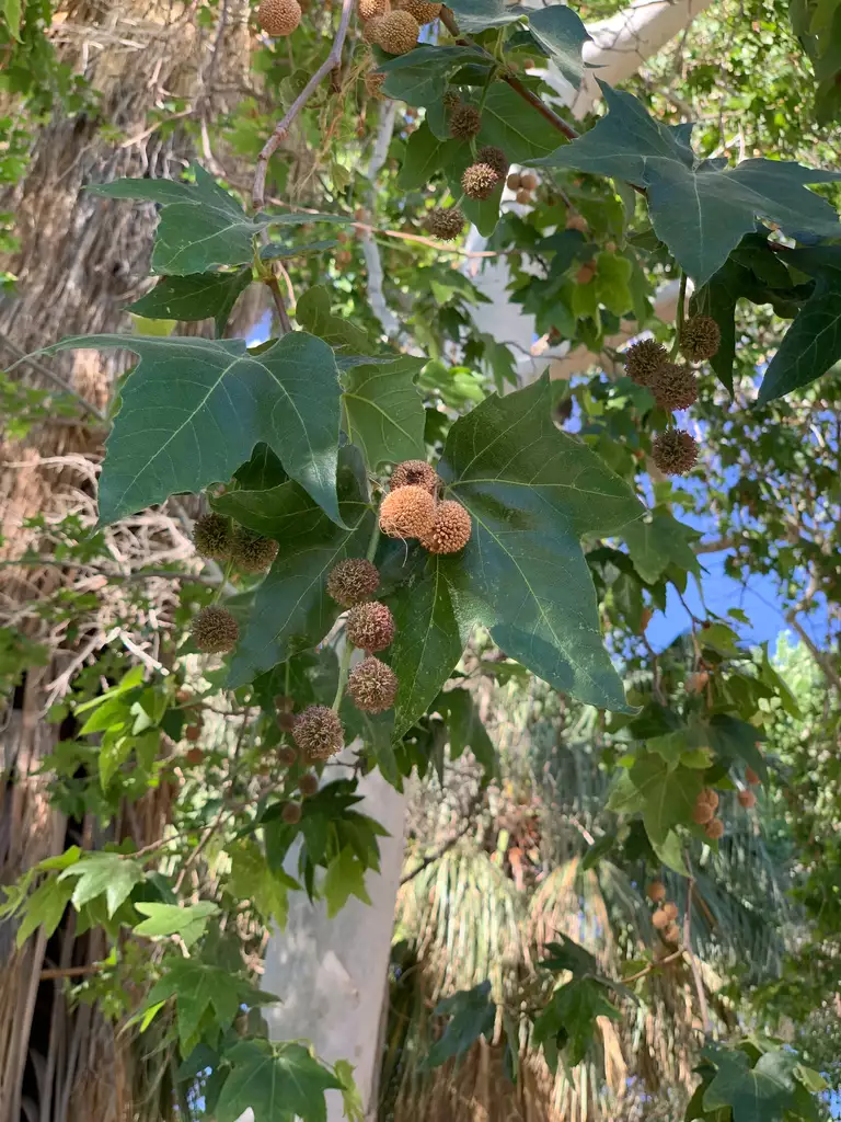Platanus racemosa - Web page Navigation - California Sycamore, Western ...