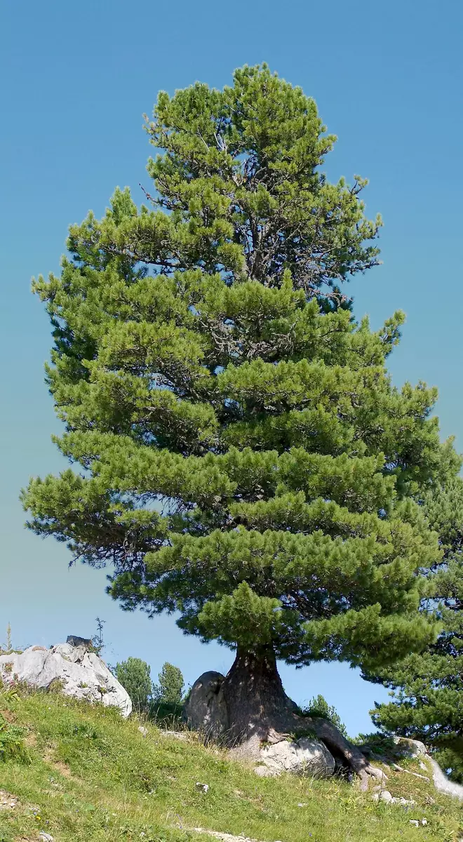 Pinus cembra - Common Bonsai,Conifer - Arolla Pine, Swiss Stone Pine