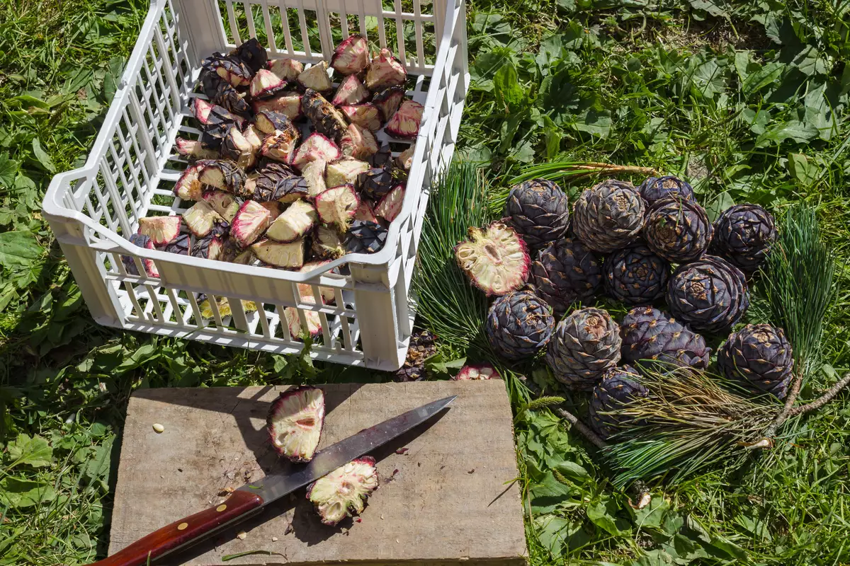 Pinus cembra - Common Bonsai,Conifer - Arolla Pine, Swiss Stone Pine