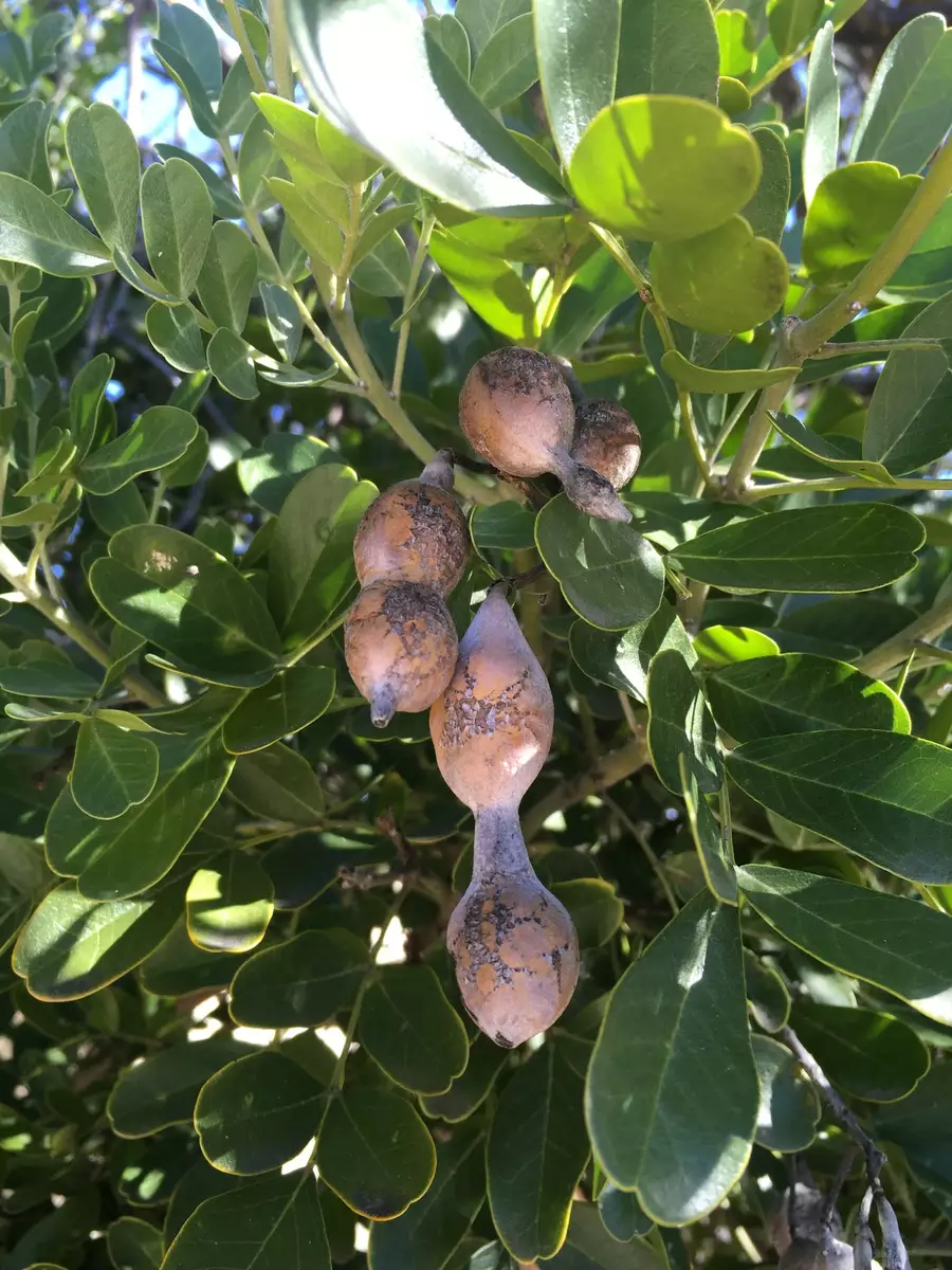 Sophora secundiflora - Flowering Tree - Frijolillo, Frijolito, Mescal ...