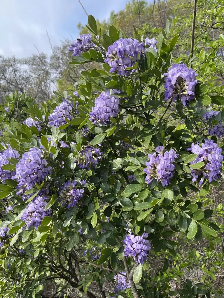 Sophora secundiflora - Flowering Tree - Frijolillo, Frijolito, Mescal ...