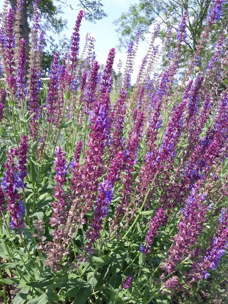 Salvia nemorosa - Herbaceous Plants,Perennial - Balkan Clary, Meadow ...