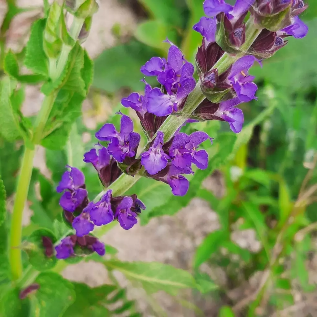 Salvia nemorosa - Herbaceous Plants,Perennial - Balkan Clary, Meadow ...