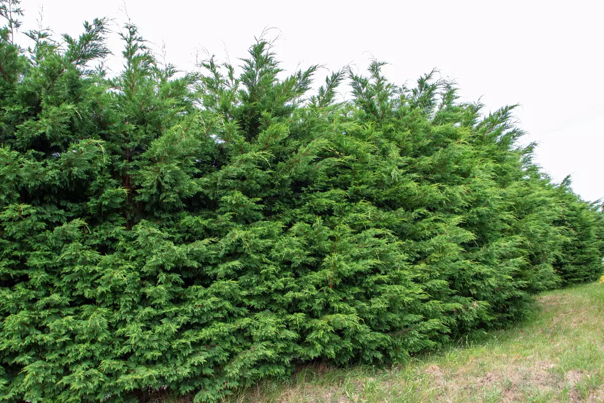 Thuja occidentalis - Common Bonsai,Conifer,Evergreen Leaves - American ...