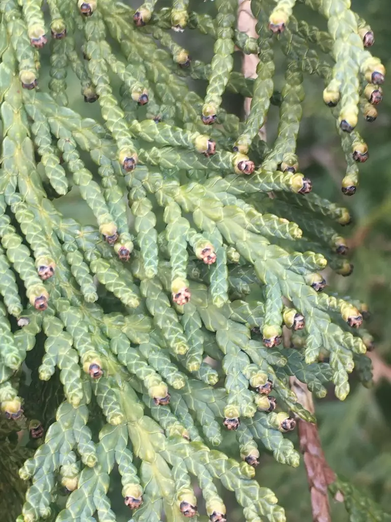 Thuja occidentalis - Common Bonsai,Conifer,Evergreen Leaves - American ...