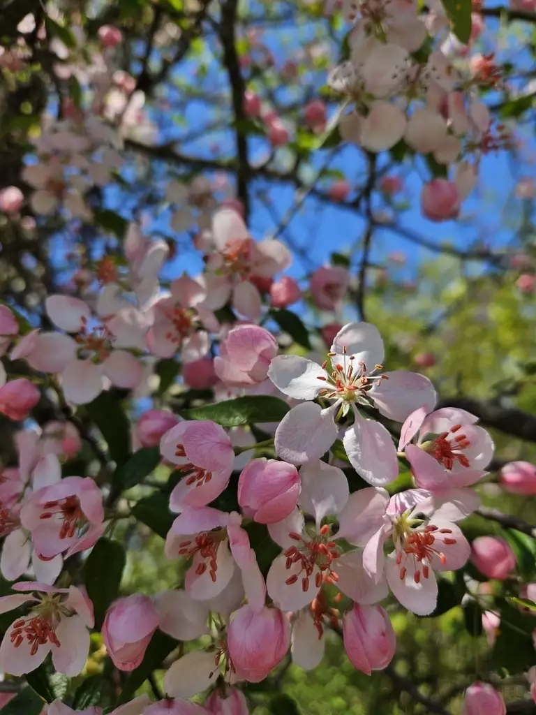 Malus coronaria - Flowering Tree - Sweet Crab Apple, Sweet-scented Crab ...