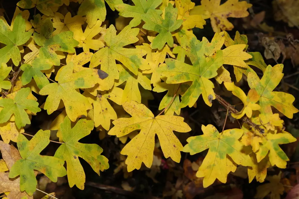 Acer campestre - Common Bonsai,Deciduous,Hardwood - Common Maple, Field ...
