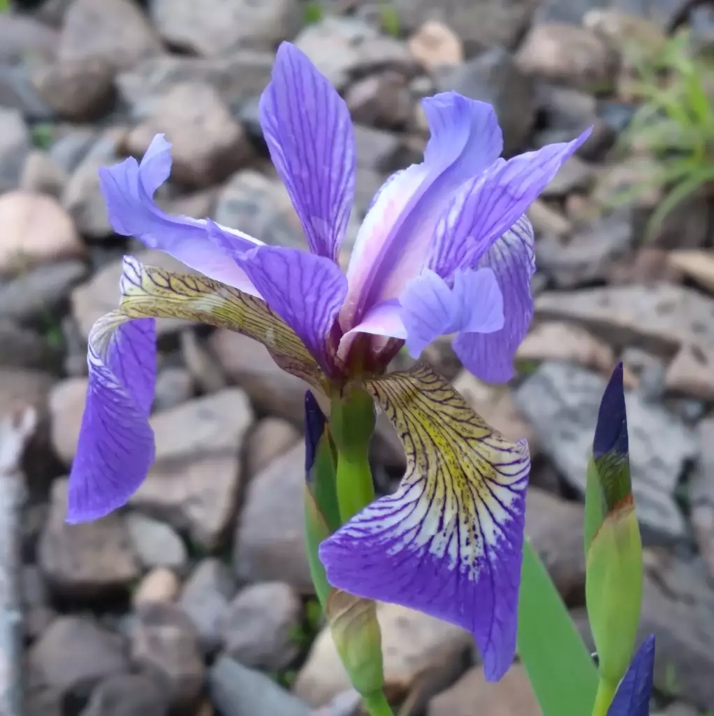 Iris versicolor - Flower,Herbaceous Plants,Medicinal Herbs,Perennial ...