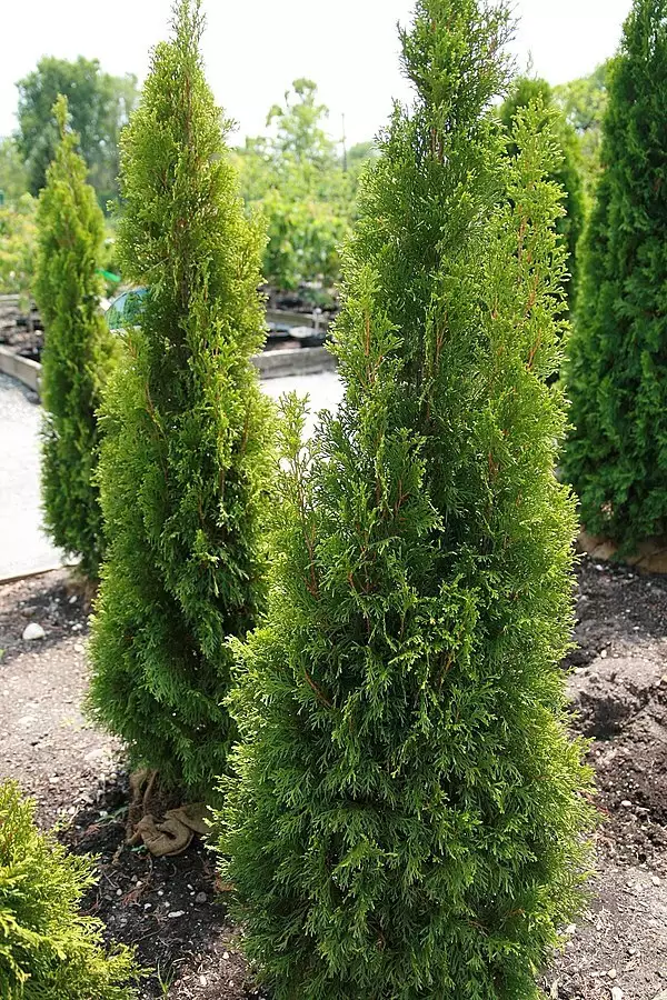 Thuja Occidentalis Pyramidalis