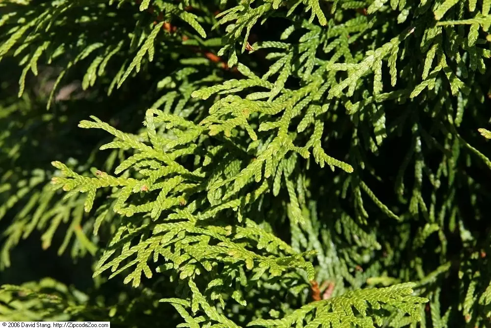 Thuja Occidentalis Pyramidalis