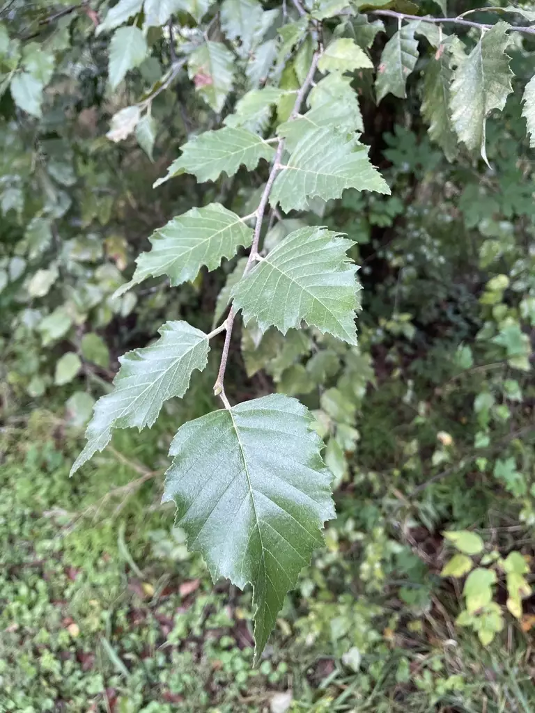 Betula nigra Southern - Deciduous - River Birch, Water Birch