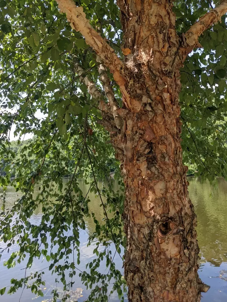 Betula nigra Southern - Deciduous - River Birch, Water Birch