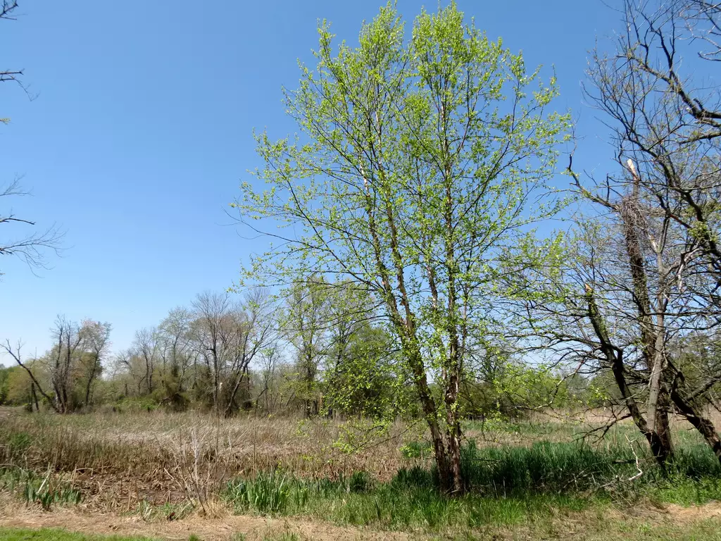 Betula nigra Southern - Deciduous - River Birch, Water Birch