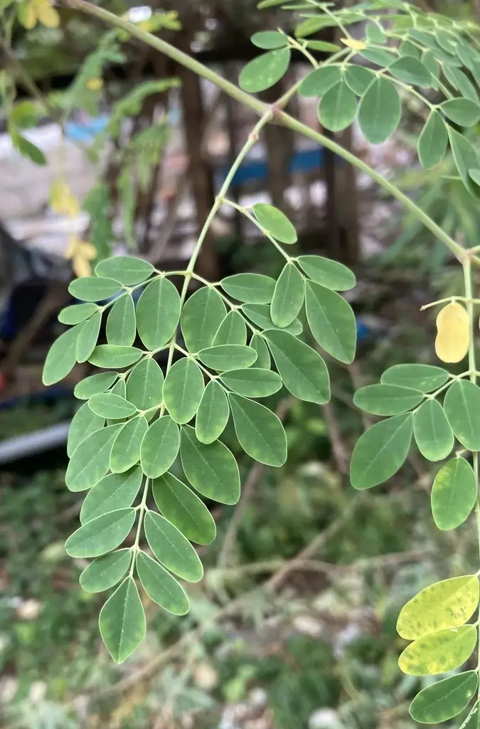 Moringa oleifera - Deciduous,Edible Fruit/Nuts,Flowering Tree,Fruits ...