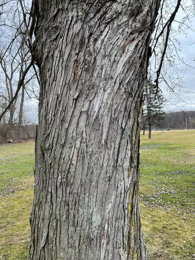 Acer saccharinum - Hardwood - Silver Maple, Soft Maple, Water Maple