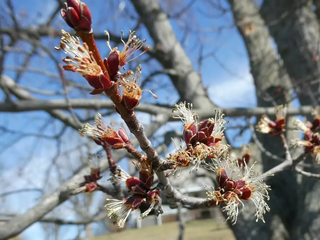 Acer saccharinum - Hardwood - Silver Maple, Soft Maple, Water Maple