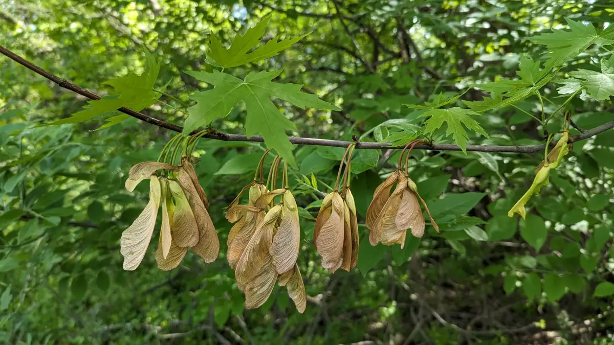 Acer saccharinum - Hardwood - Silver Maple, Soft Maple, Water Maple