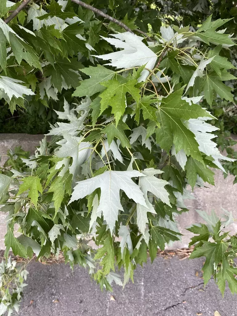 Acer saccharinum - Hardwood - Silver Maple, Soft Maple, Water Maple
