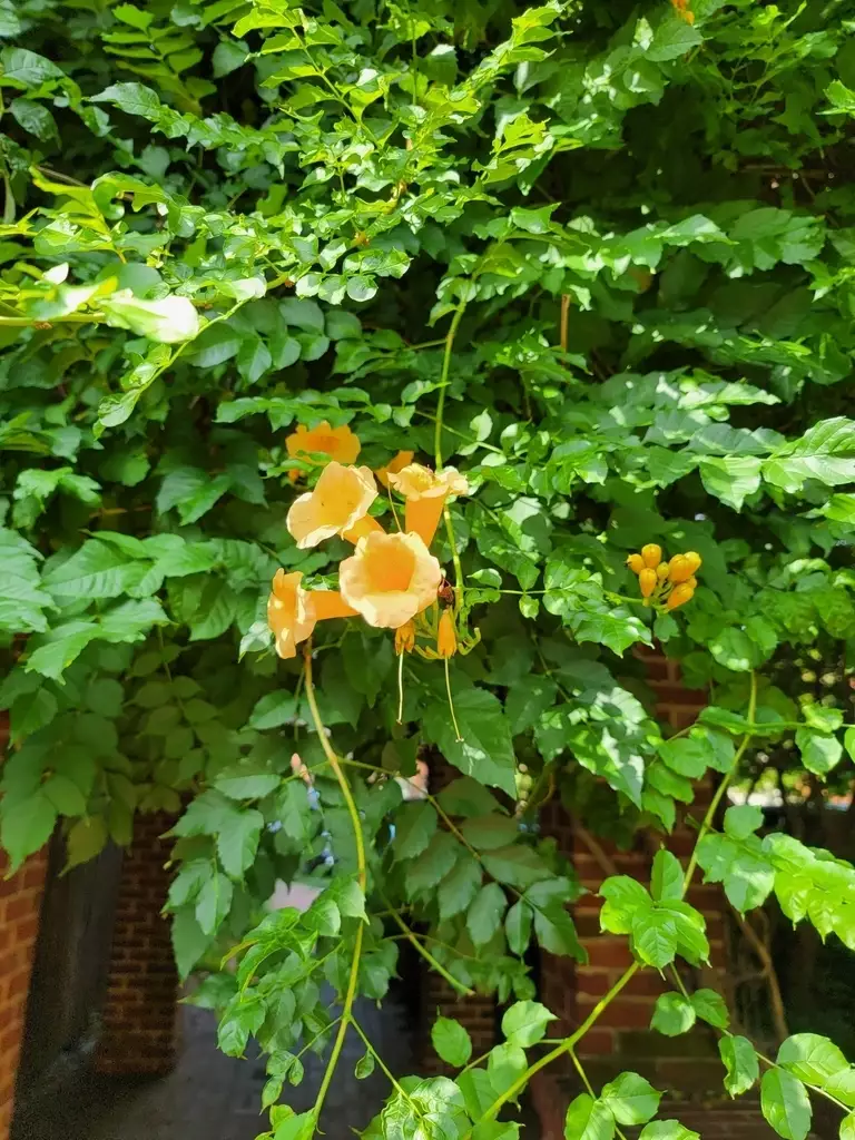 Campsis radicans 'Flava' - Vine - Yellow Trumpet Creeper