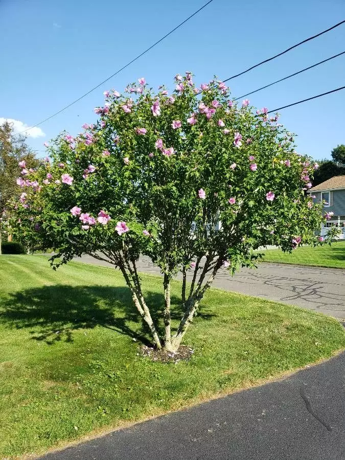 Hibiscus syriacus - Shrub - Rose Of Althea, Rose Of Sharon